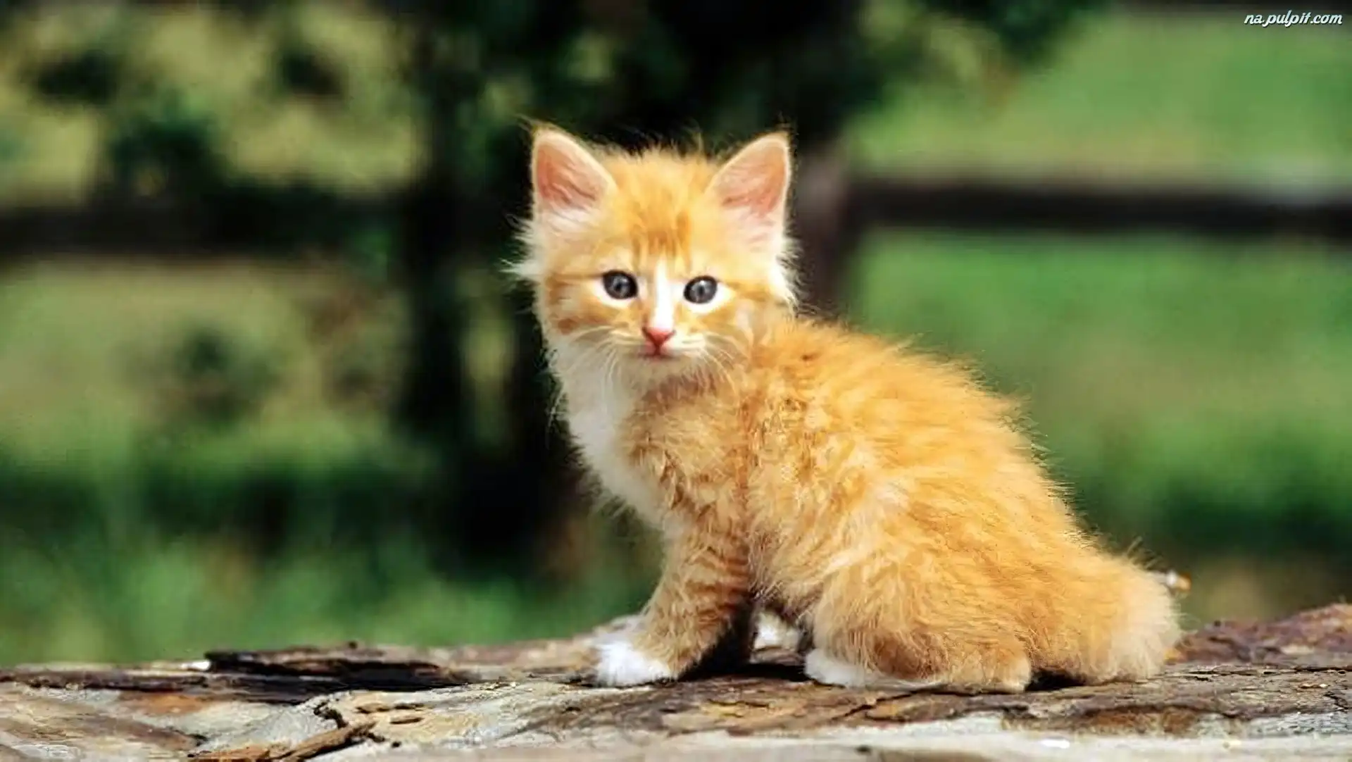 Rudy, Kotek Na Pulpit